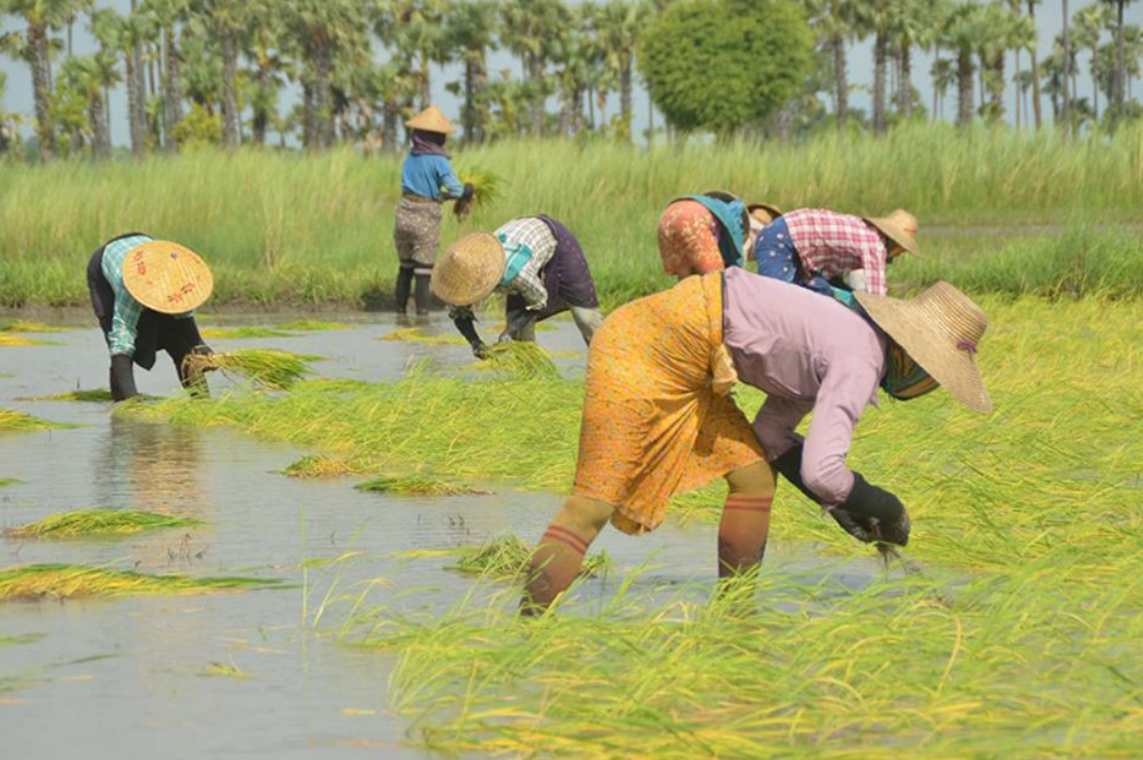 နွေစပါးရာသီတွင် အကျိုးတူလယ်ယာစနစ်ဖြင့် ဧက ၈ သိန်းခွဲဆောင်ရွက်ရန်လ